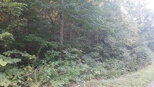 Pack Fork Road, Lizemores, WV 25125 | MLS: 21-566 | Land and Farm