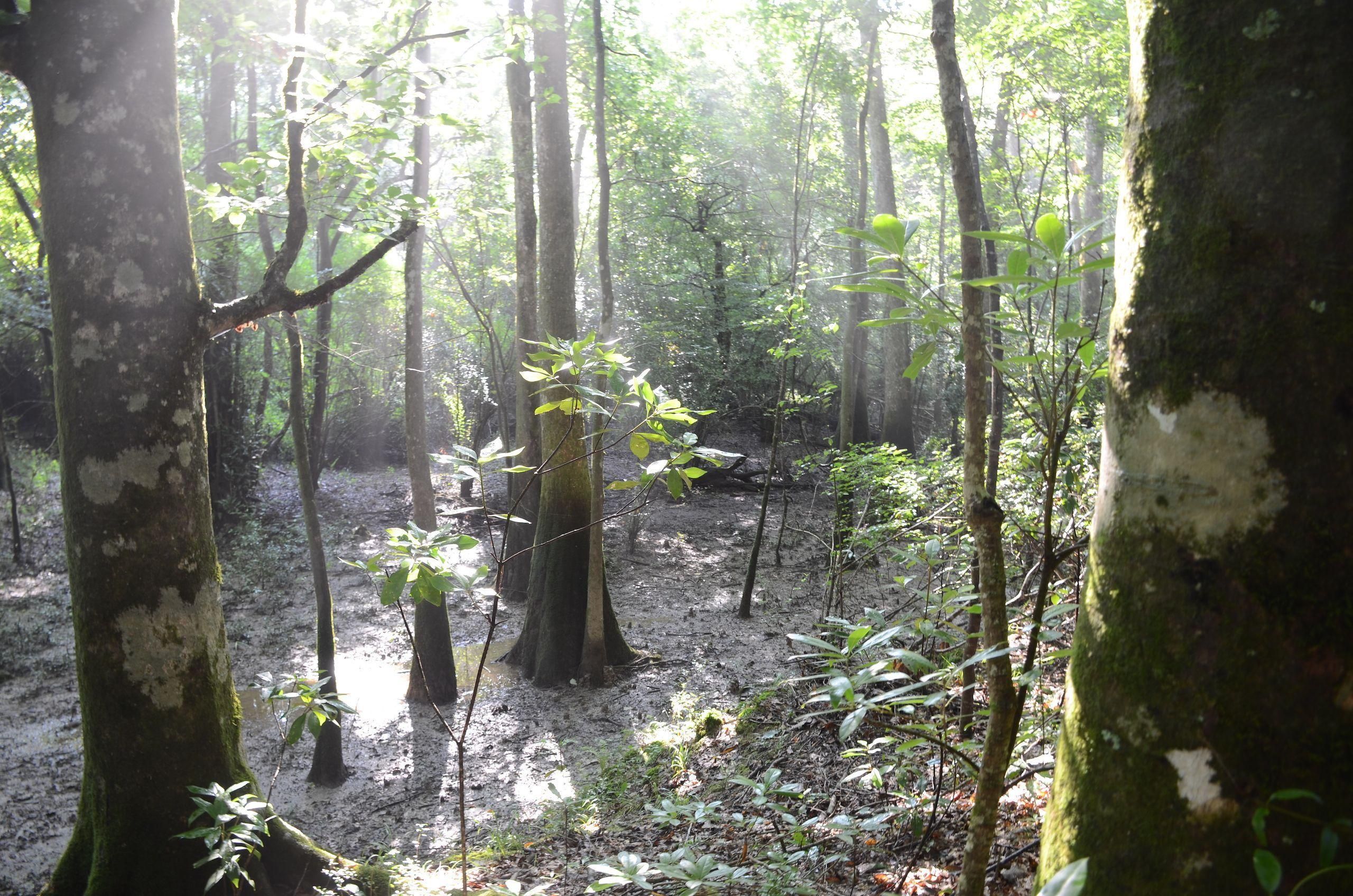 Loranger Lane, Lot#WP01, Loranger, LA 70446 | Land and Farm