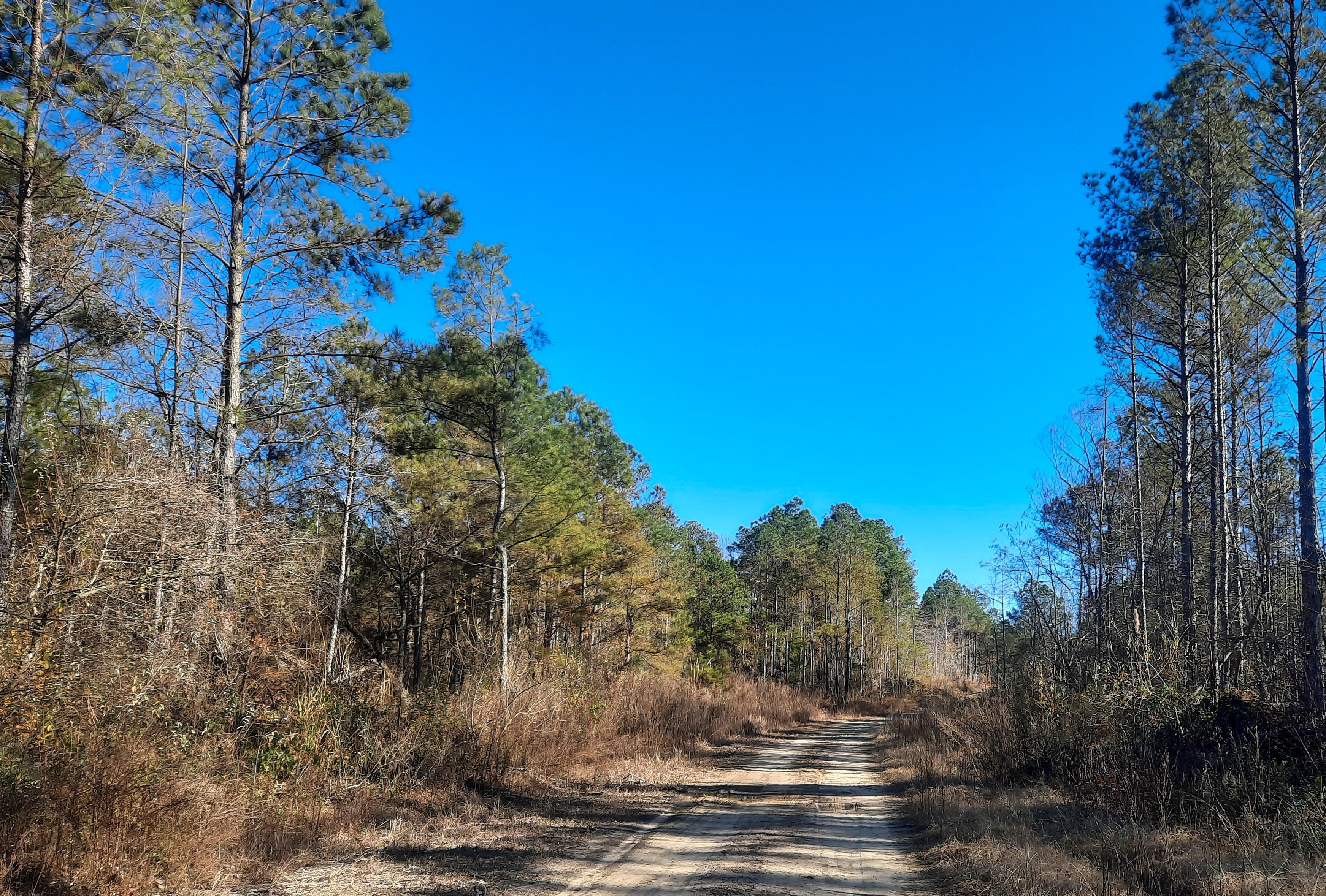 County Road 353, Lynn, AL 35575 | MLS: CRN-East | Land and Farm