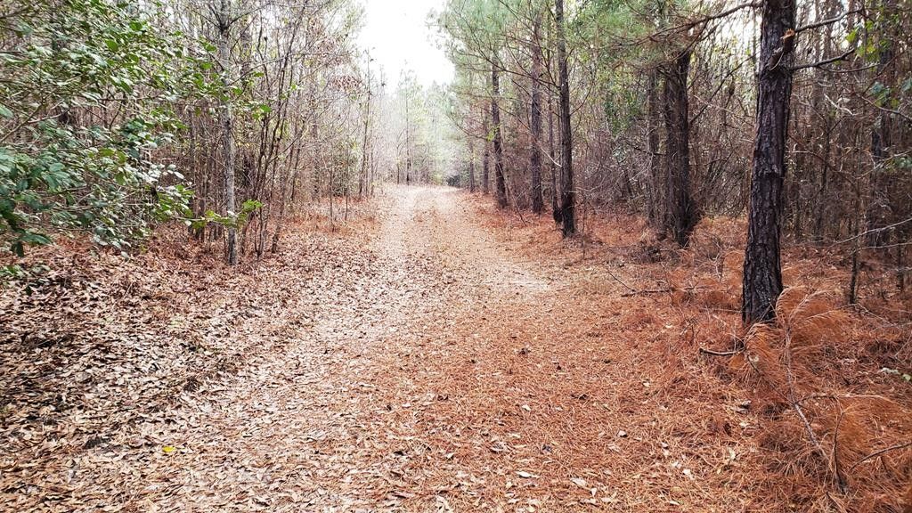 120 Acres, 0 Cty Rd 1143, Shellhorn, AL 36079 | Land and Farm