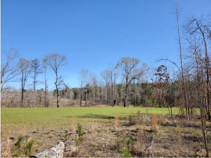 77 acres in Morvin, AL, 36784 | Land and Farm