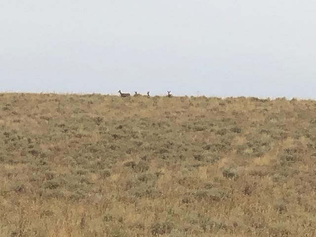 320 Acres, Yoder, CO 80864 | Land and Farm