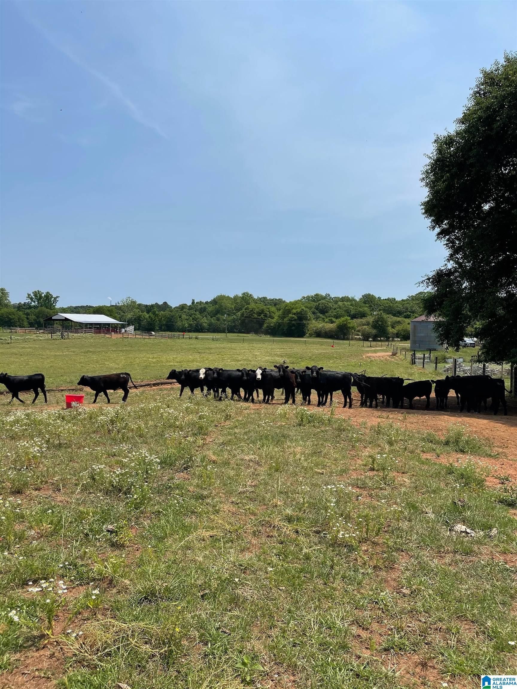115 Acres, HIGHWAY 61, Wilsonville, AL 35186 | Land and Farm
