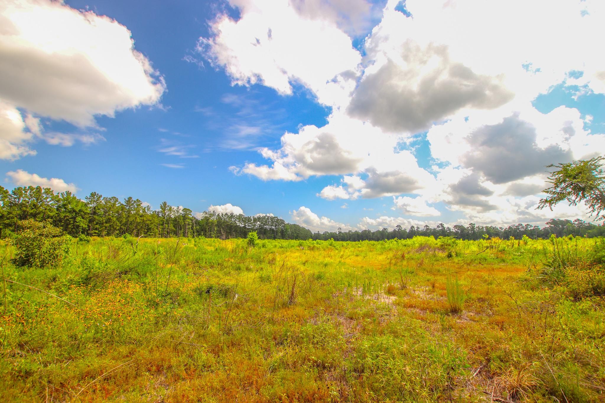 32 acres in Oakhurst, TX, 77359 | Land and Farm