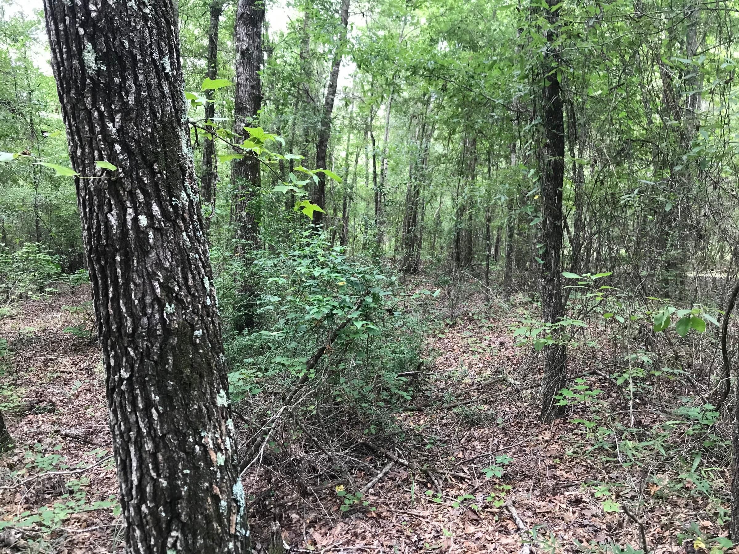 66 acres in Adrian, GA, 31002 | Land and Farm