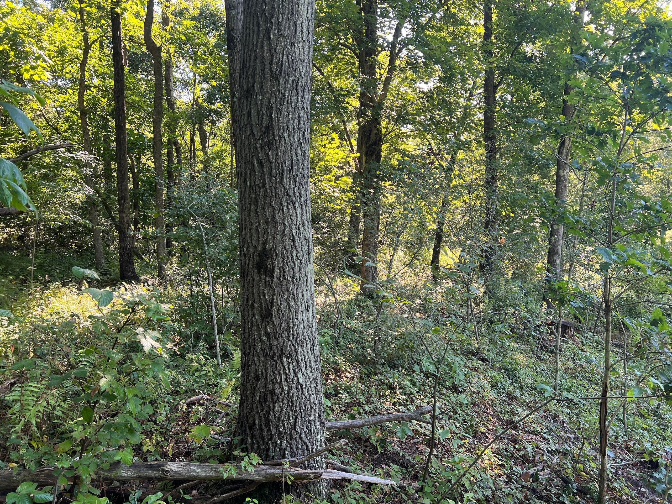 State Route 157, Lot#WP001, Oil City, PA 16301 | Land and Farm