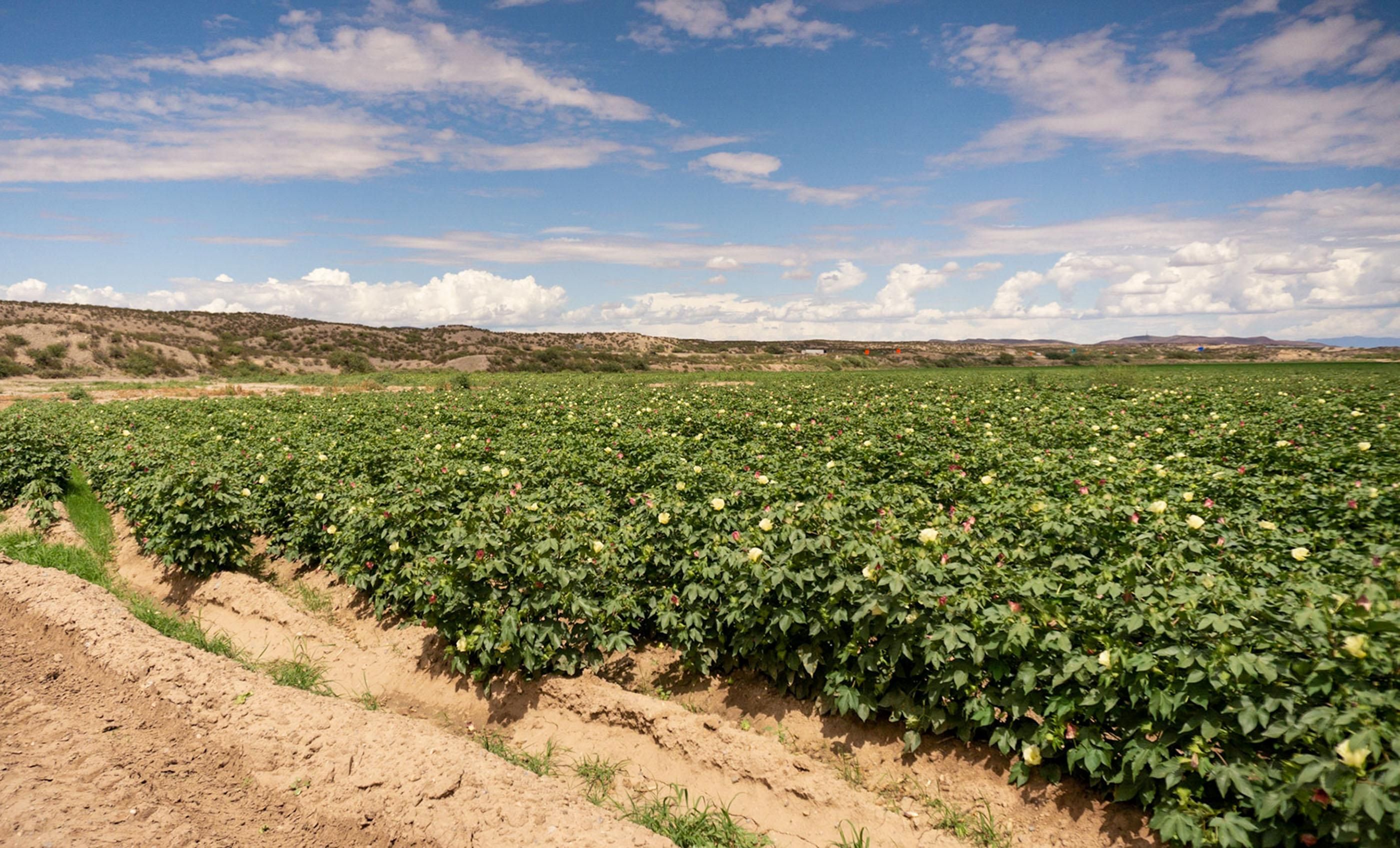 443.9 acres in Hatch, NM, 87937 | Land and Farm