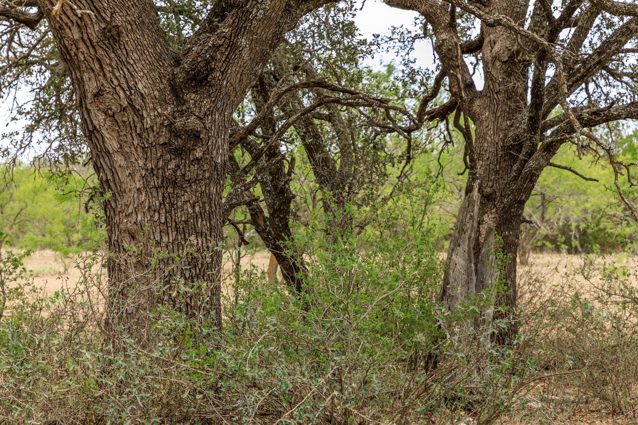 2862 & 2858 Elm Springs Dr Menard, TX 76859, Menard, TX 76859 | Land ...