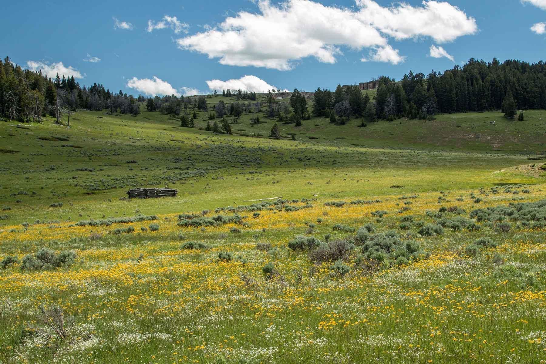 Buffalo WY, Buffalo, WY 82834 | Land and Farm