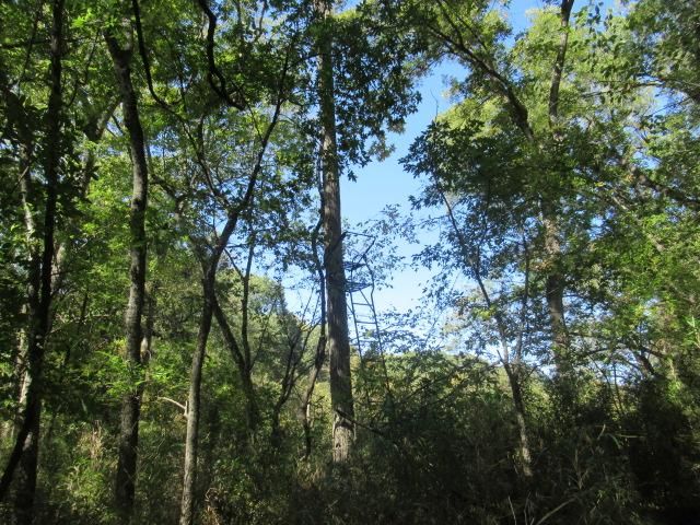 Clear Branch Road, Caney, OK 74525 | Land and Farm