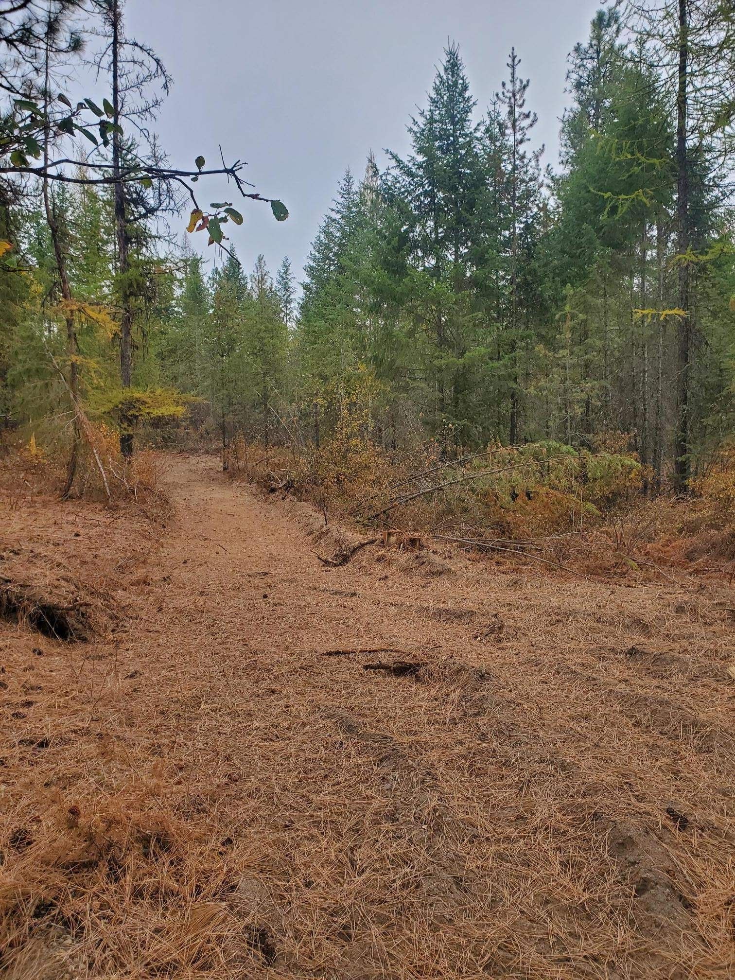 39 Acres, Xx Lyons Hill, Springdale, WA 99173 | Land and Farm