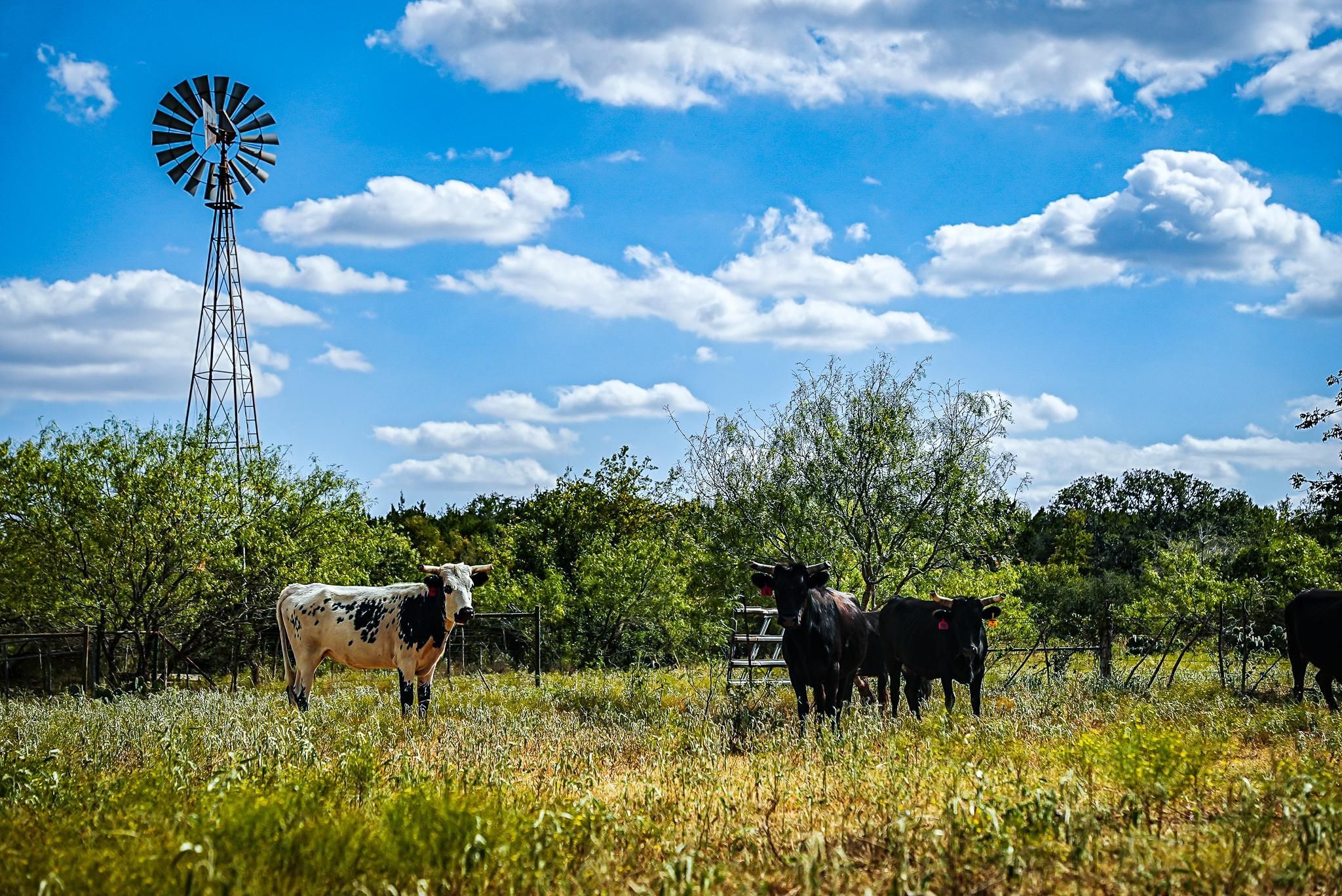 The Ruby Ranch, Buda, TX 78610 | Land and Farm