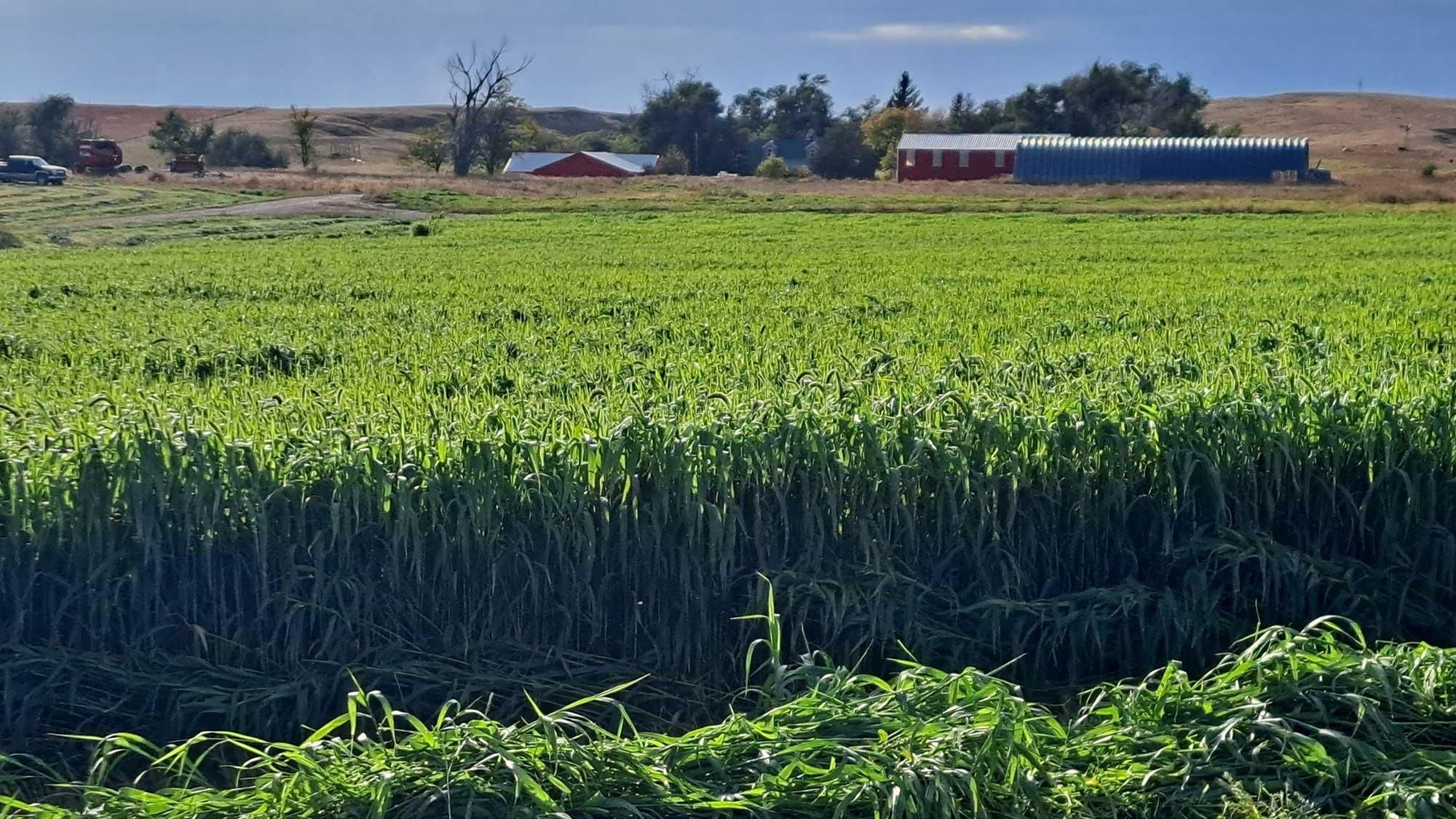 310 acres in Rushville, NE, 69630 | Land and Farm