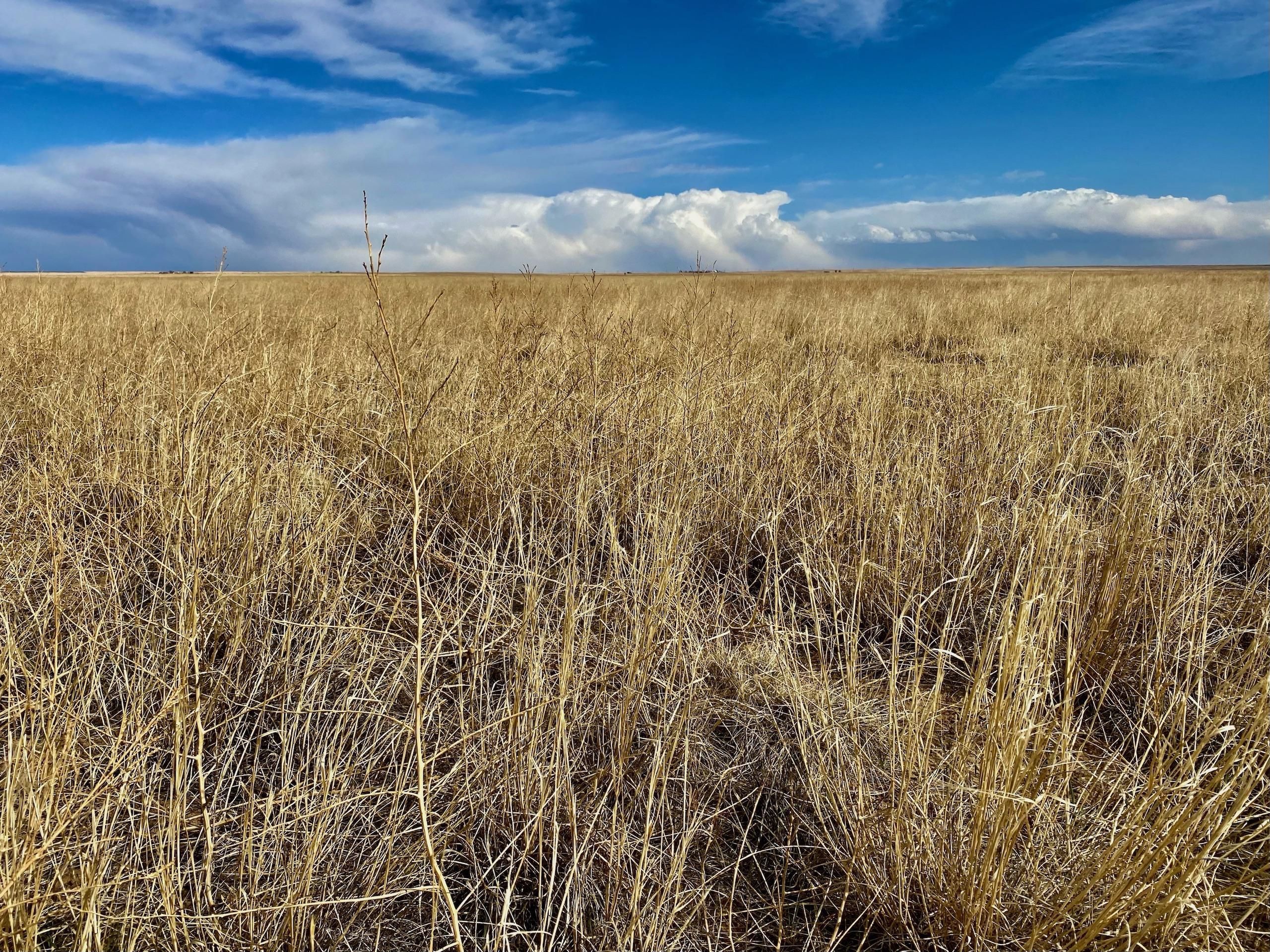 JMCA720, Lot#WP001, Haswell, CO 81045 | Land and Farm