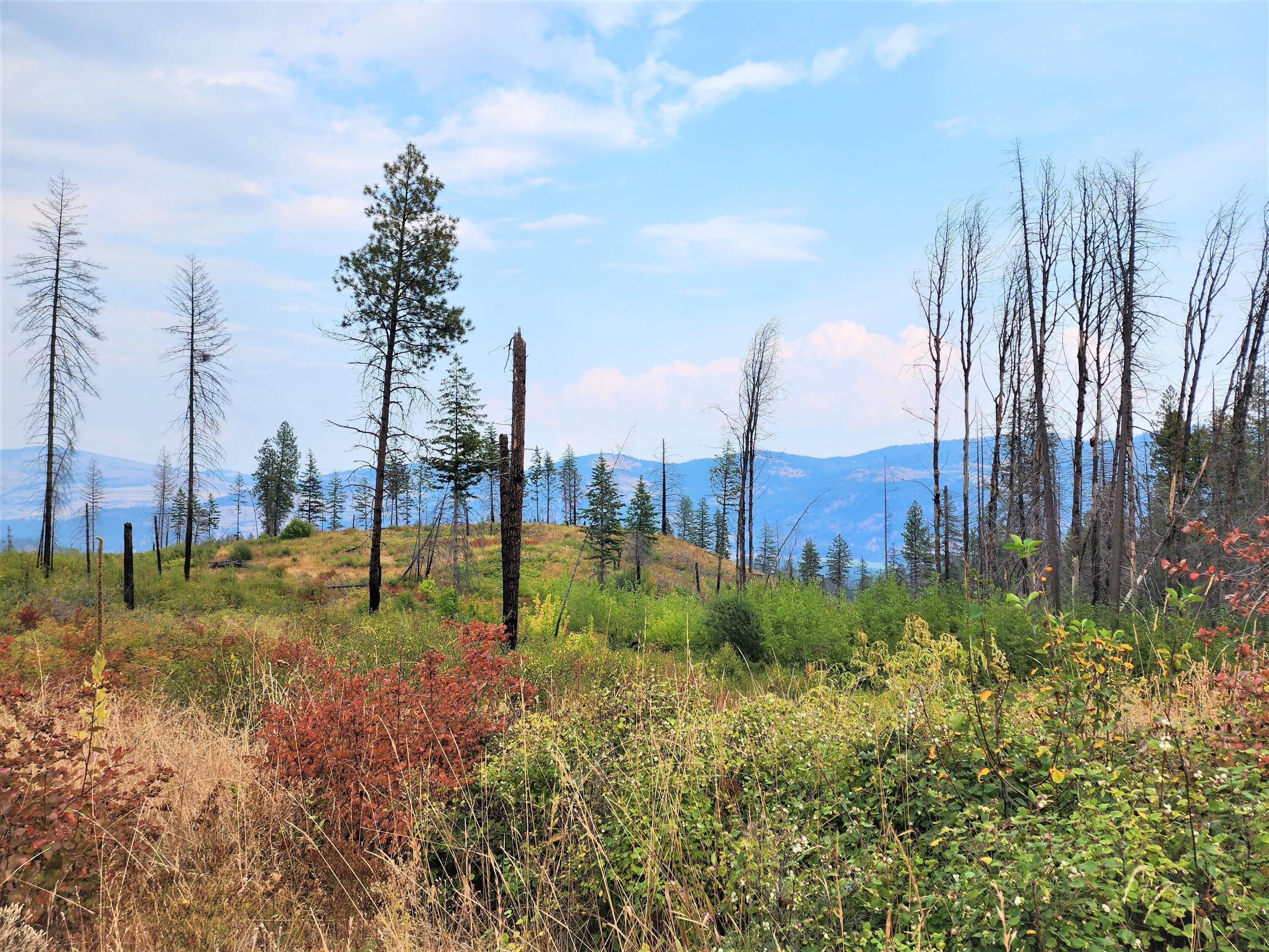 178.26 Acres, XX MATSEN CREEK RD, Kettle Falls, WA 99141 | Land and Farm