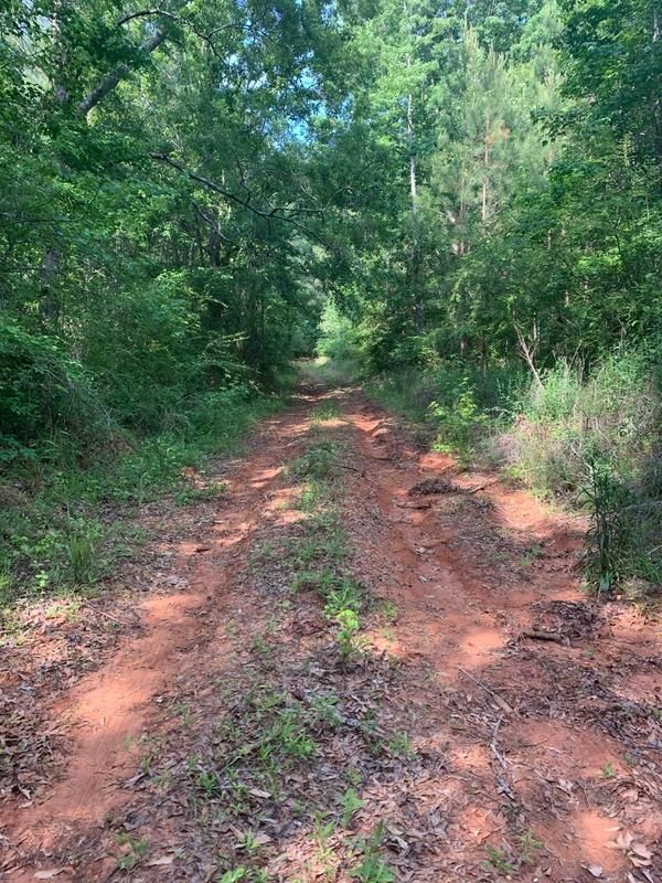 32 Acres, Raven Rd., Greensboro, AL 36744 | Land and Farm