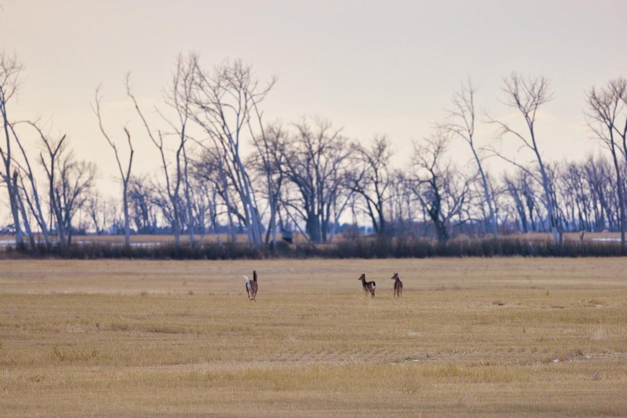 NE 1/4 21-158-80, Deering, ND 58731 | Land and Farm