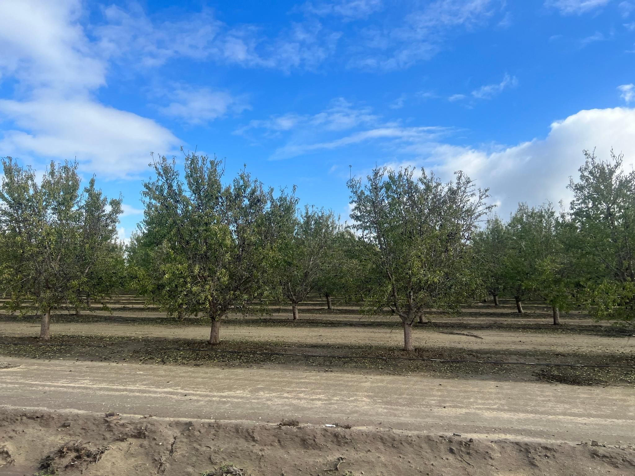 701.62 acres in Arvin, CA, 93203 | MLS: Sandridge- AEWSD | Land and Farm