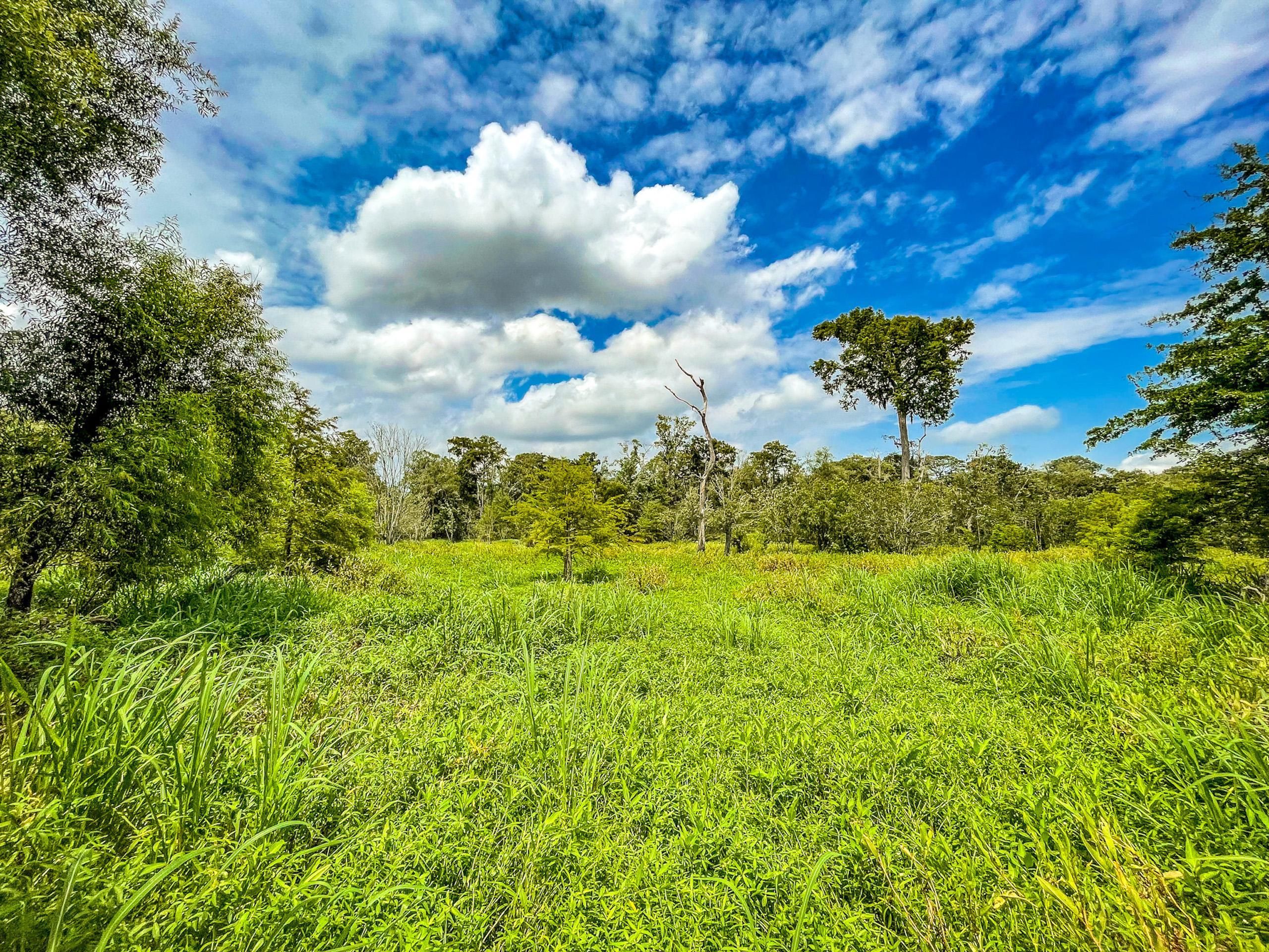 TBD Evans Place, Lot#WP001, Dillon, SC 29536 | Land and Farm