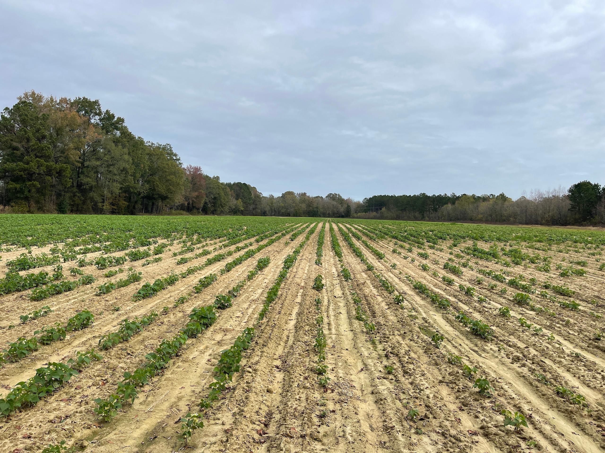 Off Claridge Road, Lot# WP001, Goldsboro, NC 27534 | Land and Farm