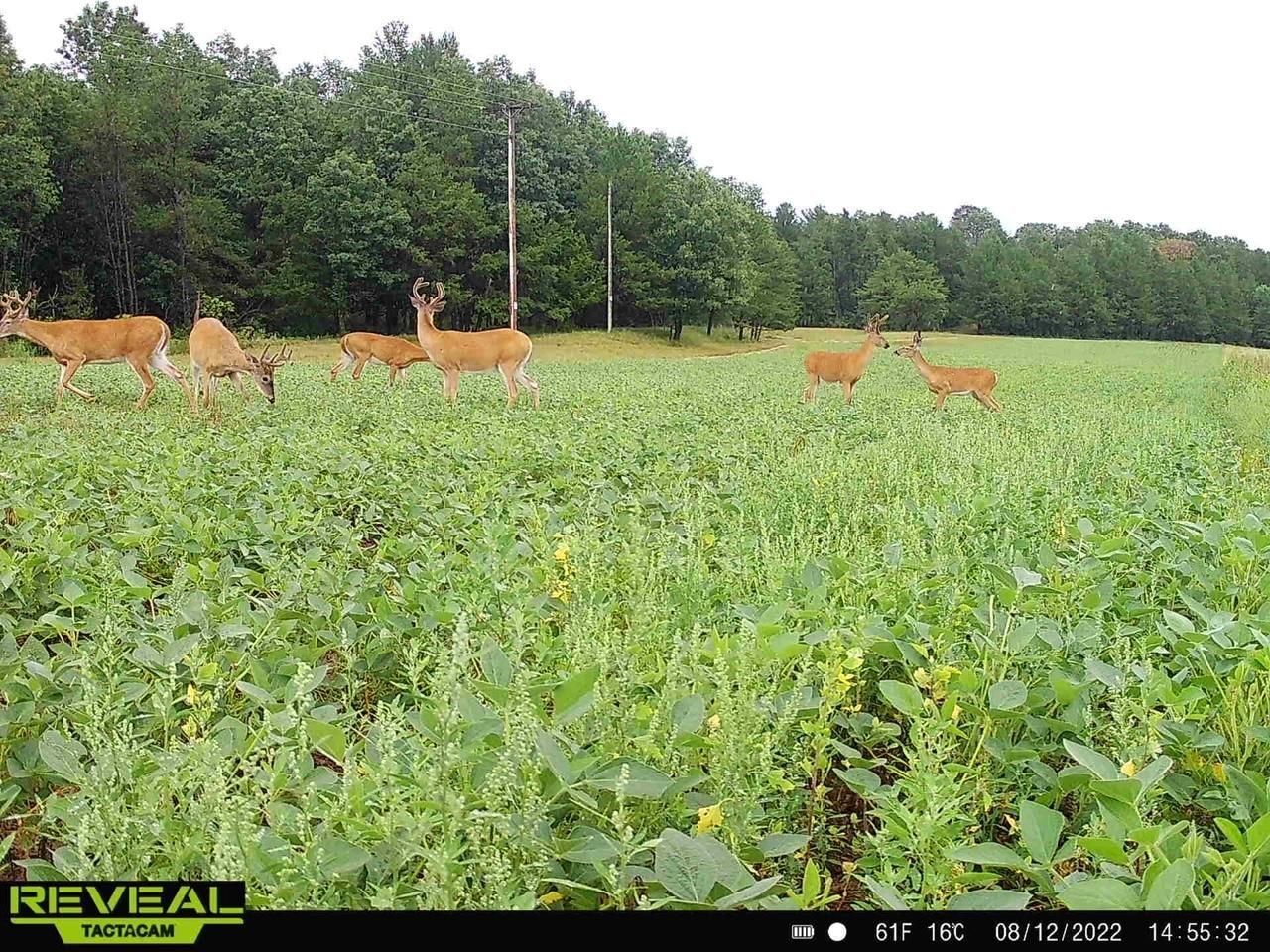 N637 Lake Road, Melrose, WI 54642 | MLS: 1571031 | Land and Farm