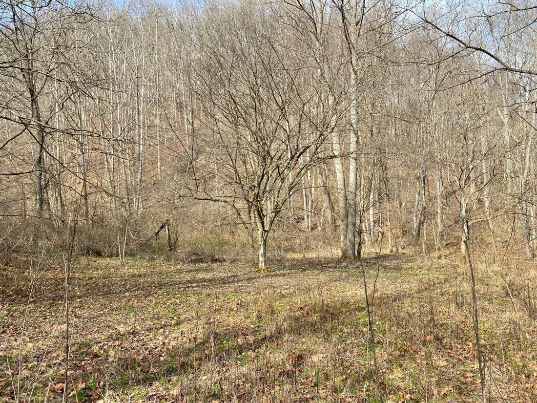 32.08 Acres, 0 Lower Big Run Rd, Orma, WV 25268 | Land and Farm