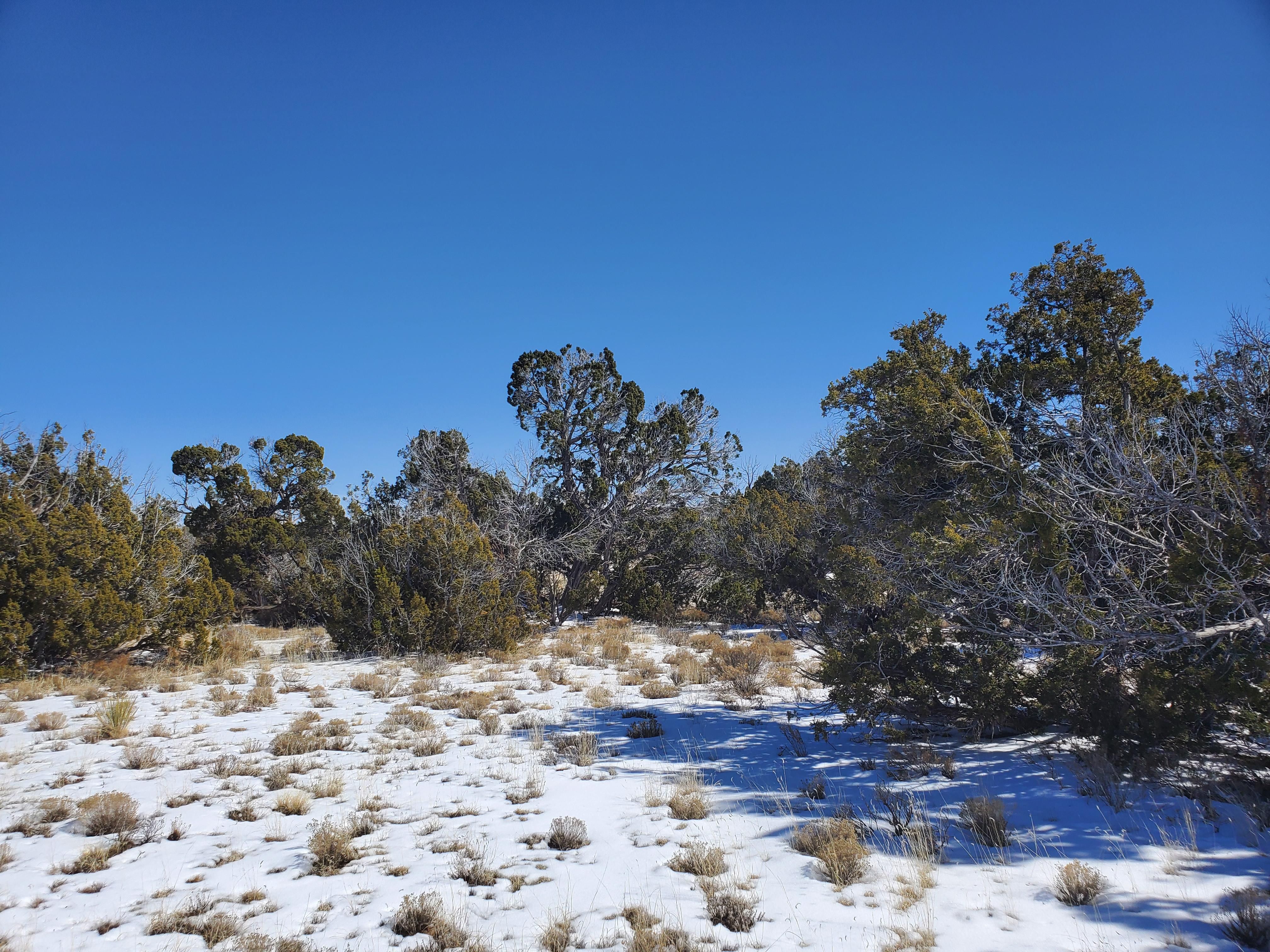 4.69 Acres, Chambers, AZ 86512 | Land and Farm