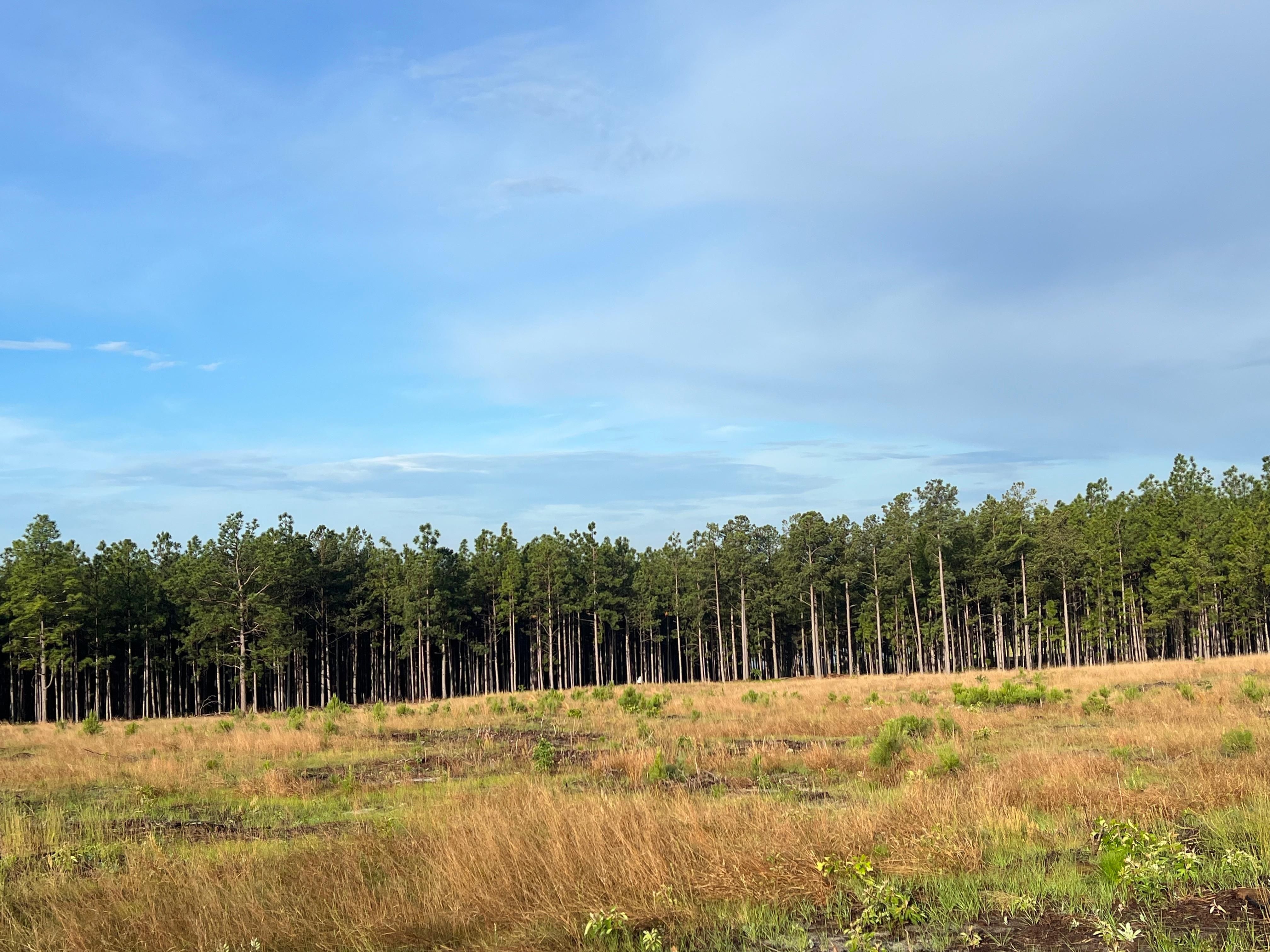 Bailey Sawmill Road, Ruby, SC 29741 | Land and Farm
