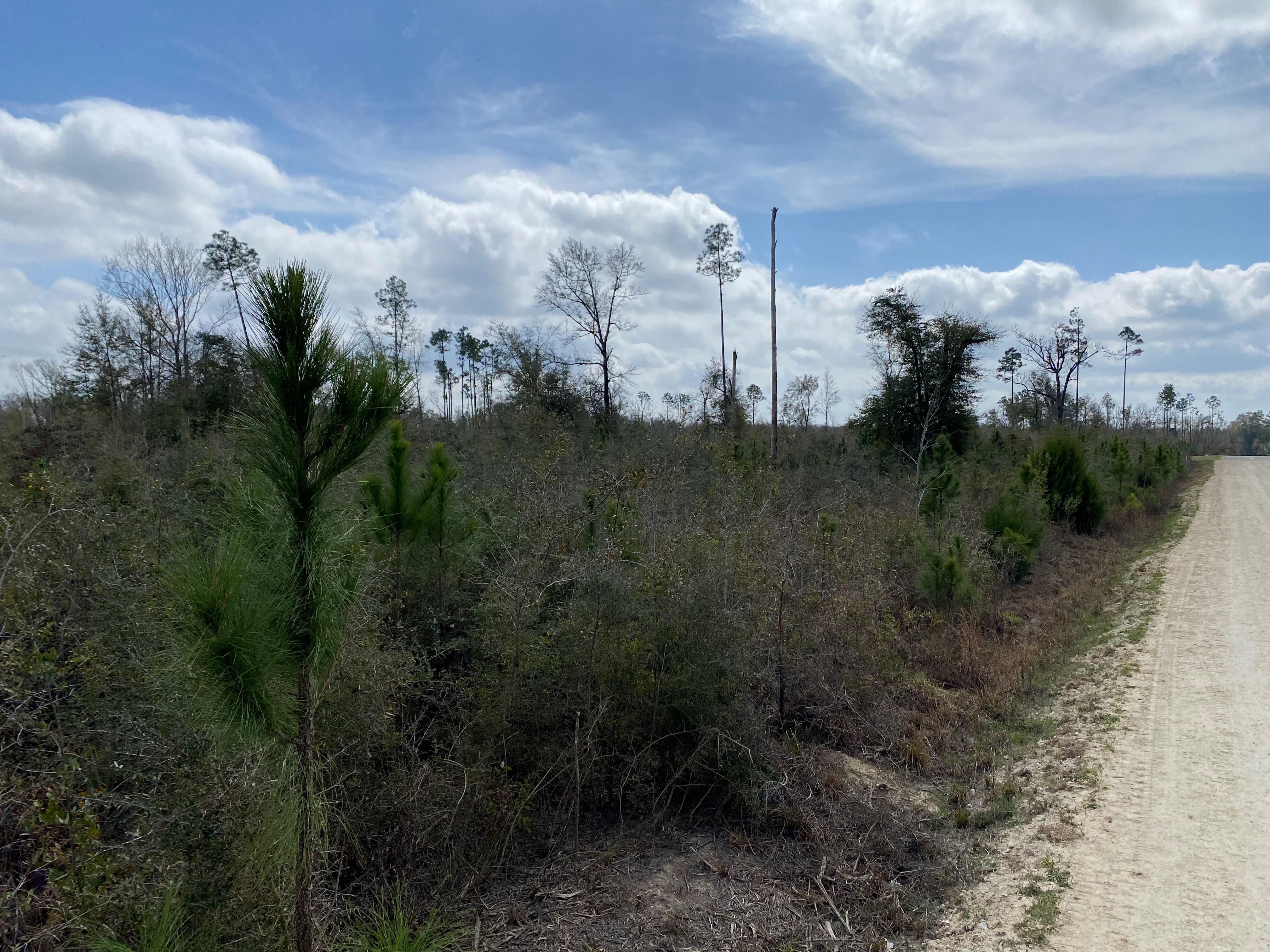 6.2 Acres, Kinard, FL 32449 | Land and Farm