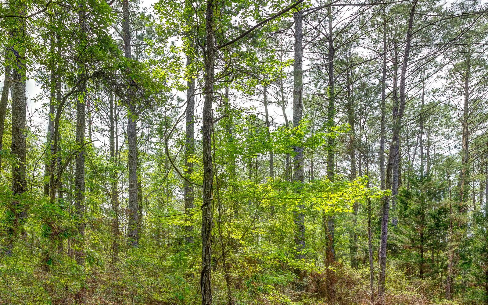 93 Acres, Brewton, AL 36426 | Land and Farm