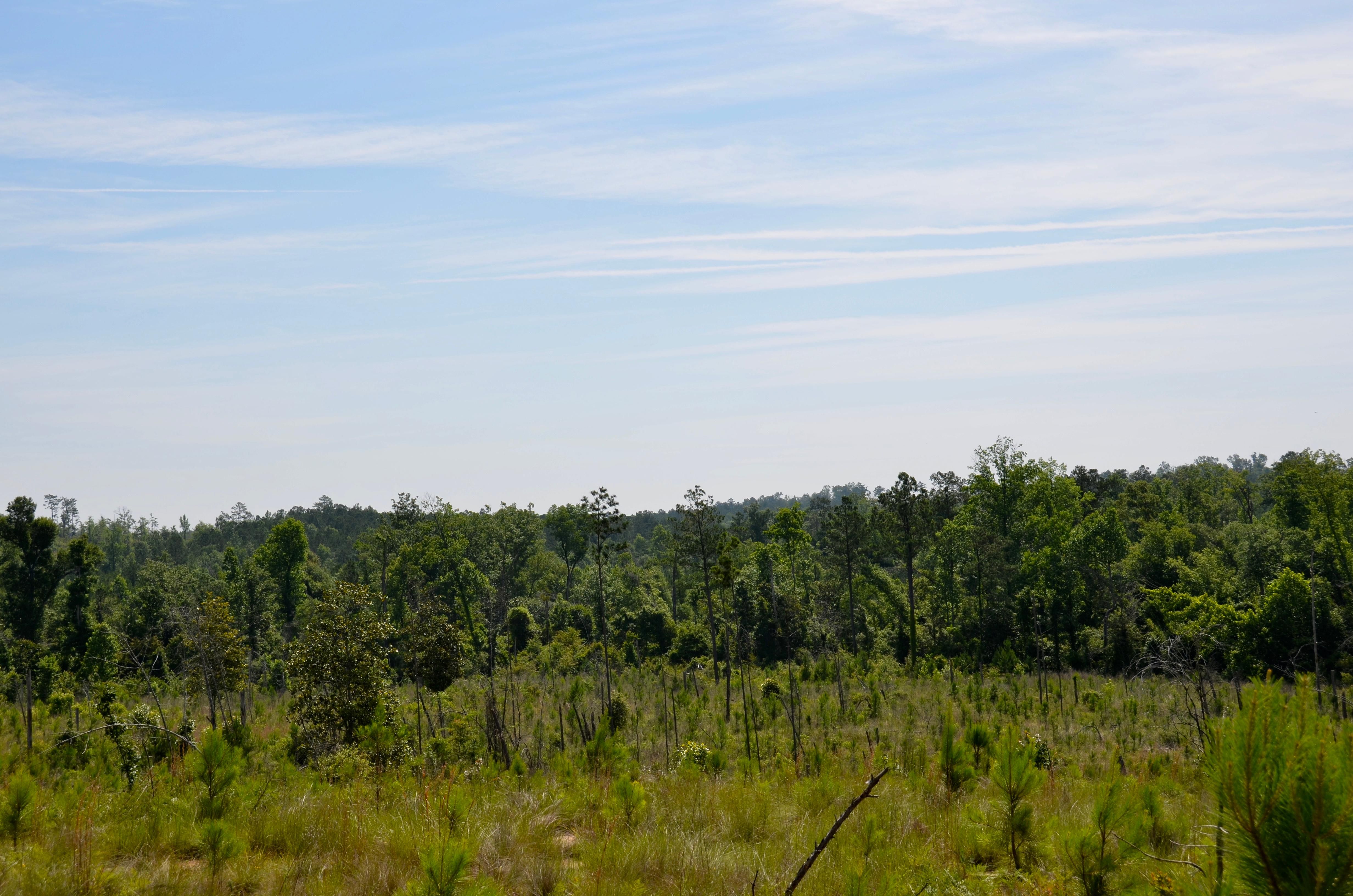 Dolan Rd, Chattahoochee, FL 32324 | Land and Farm