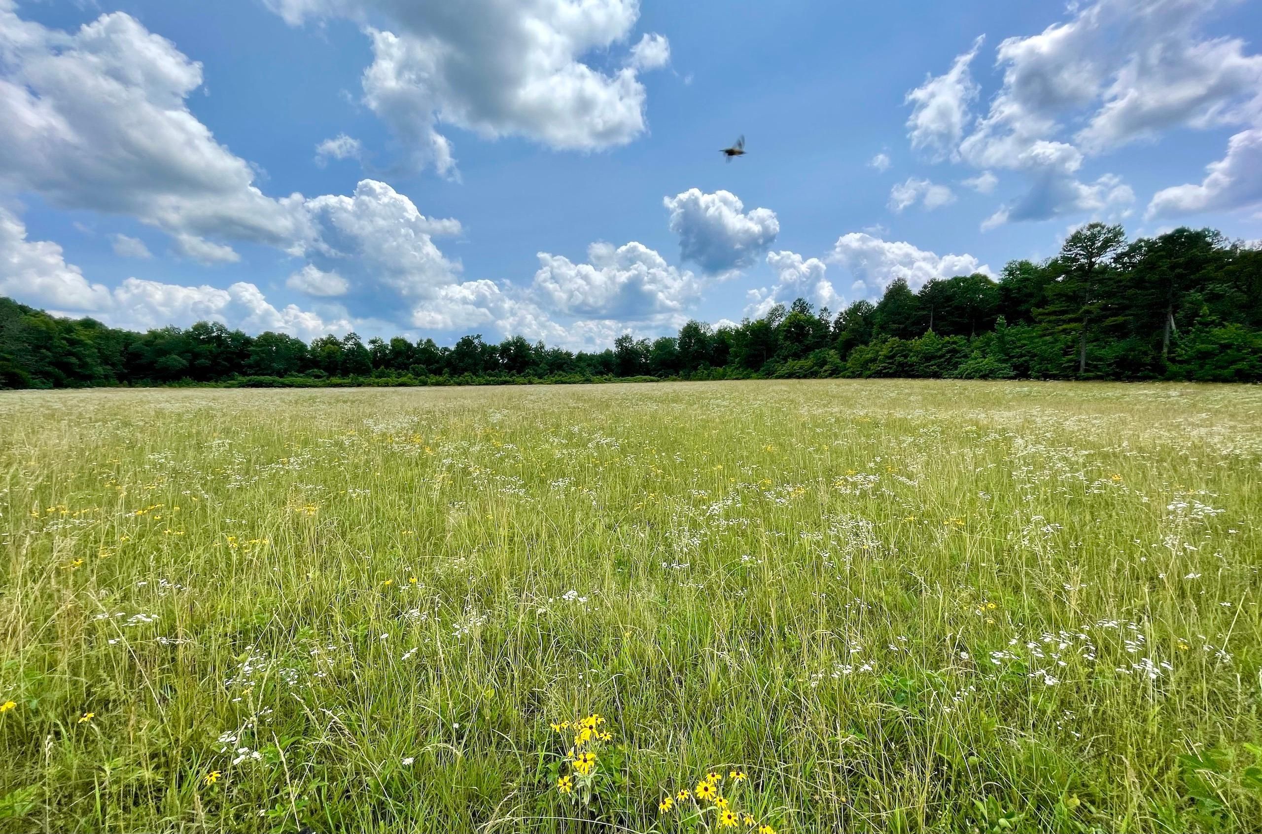 80 Acres, 000 Brock Road, Clinton, AR 72031 | Land and Farm