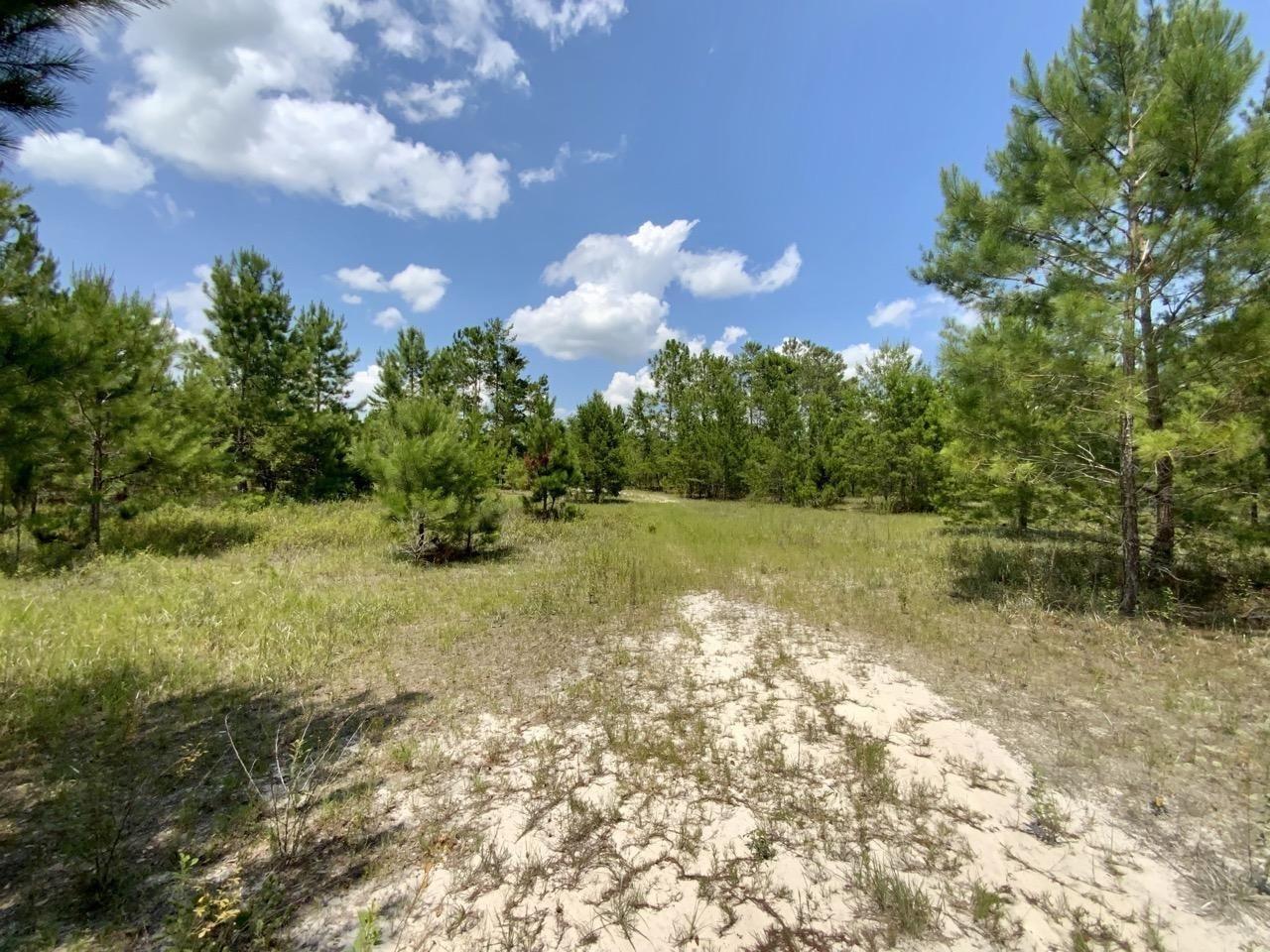 Vacant SE Hammerly Street, Lee, FL 32059 | Land and Farm