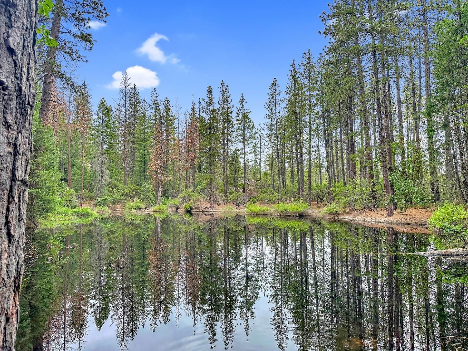 138 Main Street, Gold Run, CA 95717 | MLS: 223060721 | Land and Farm