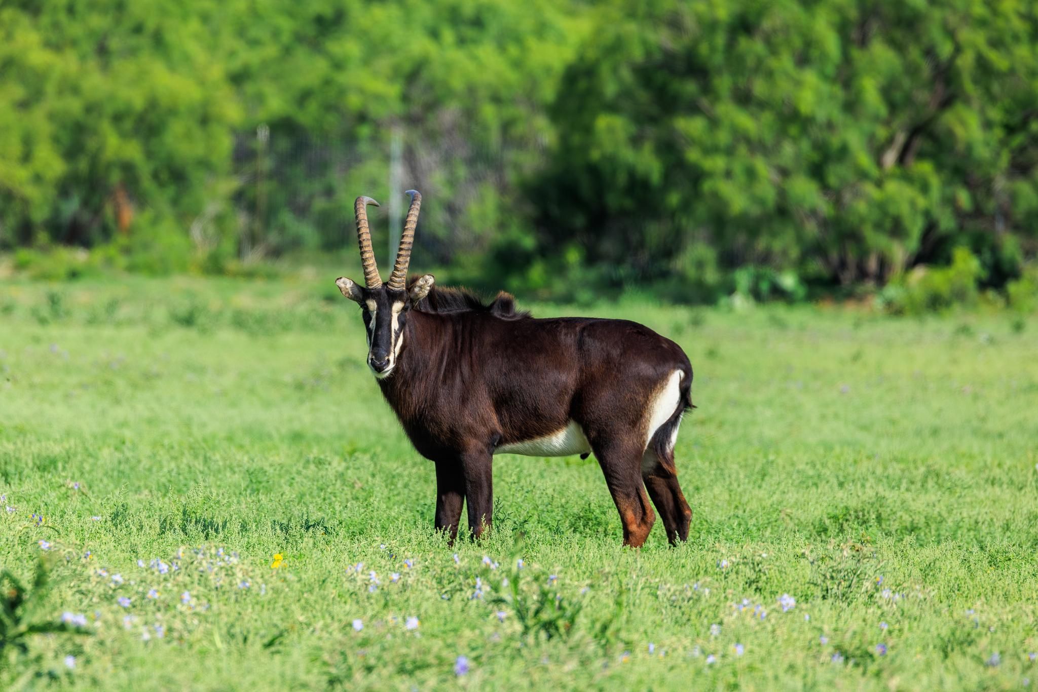 1235 Garvin Ln, Hext, TX 76859 | Land and Farm