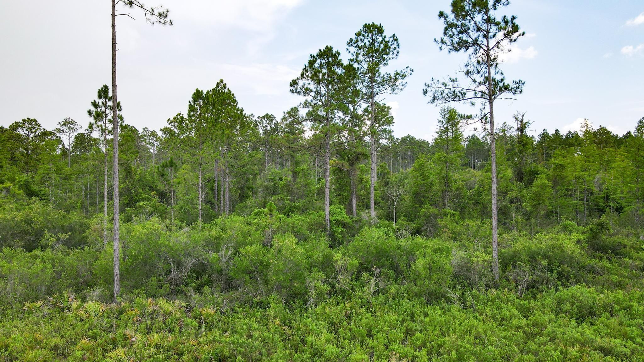 Lot 6, Econfina Preserve, Roger Spring Road, Perry, FL 32348 | MLS ...