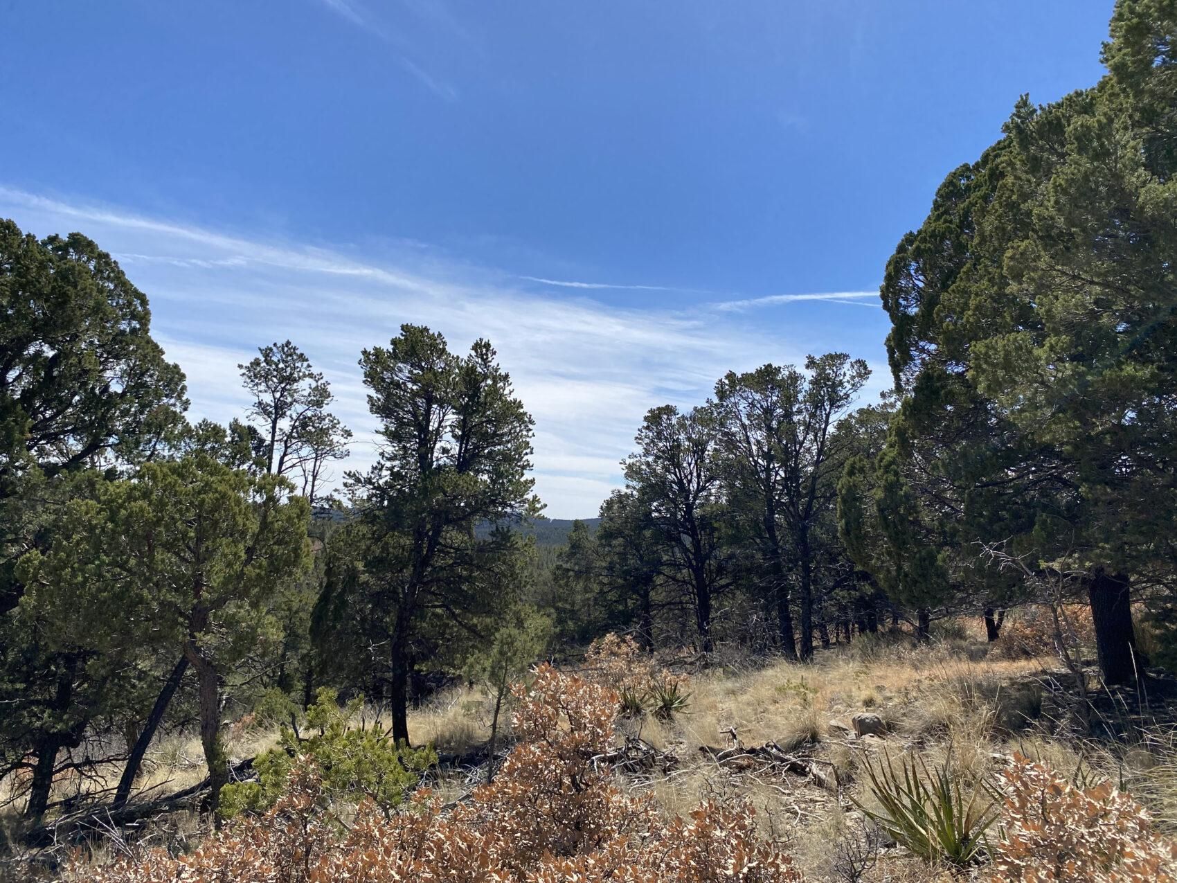 #A5-1396, Timberon, NM 88350 | MLS: R044478 | Land and Farm