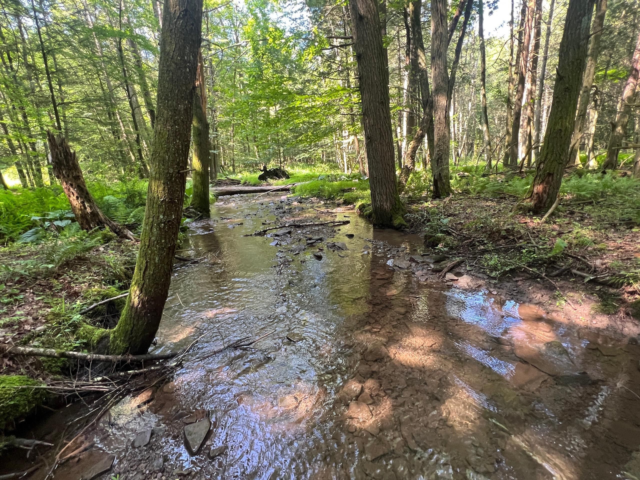 Moon Lake Forest Road, Lot#WP001, Plymouth, PA 18621 | Land and Farm