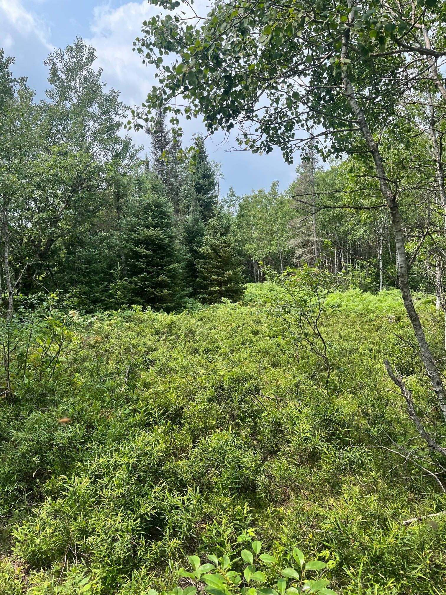 120 Acres, TBD 120 acres Republic, Republic, MI 49879 | Land and Farm