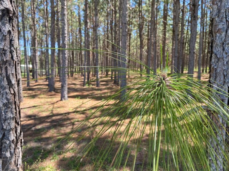 Brookhaven, MS, Brookhaven, MS 39629 | Land and Farm