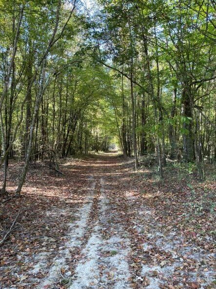 Red Dog Road, Carthage, MS 39051 | Land and Farm