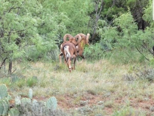 30.12 acres in Edith, TX, 76945 | Land and Farm