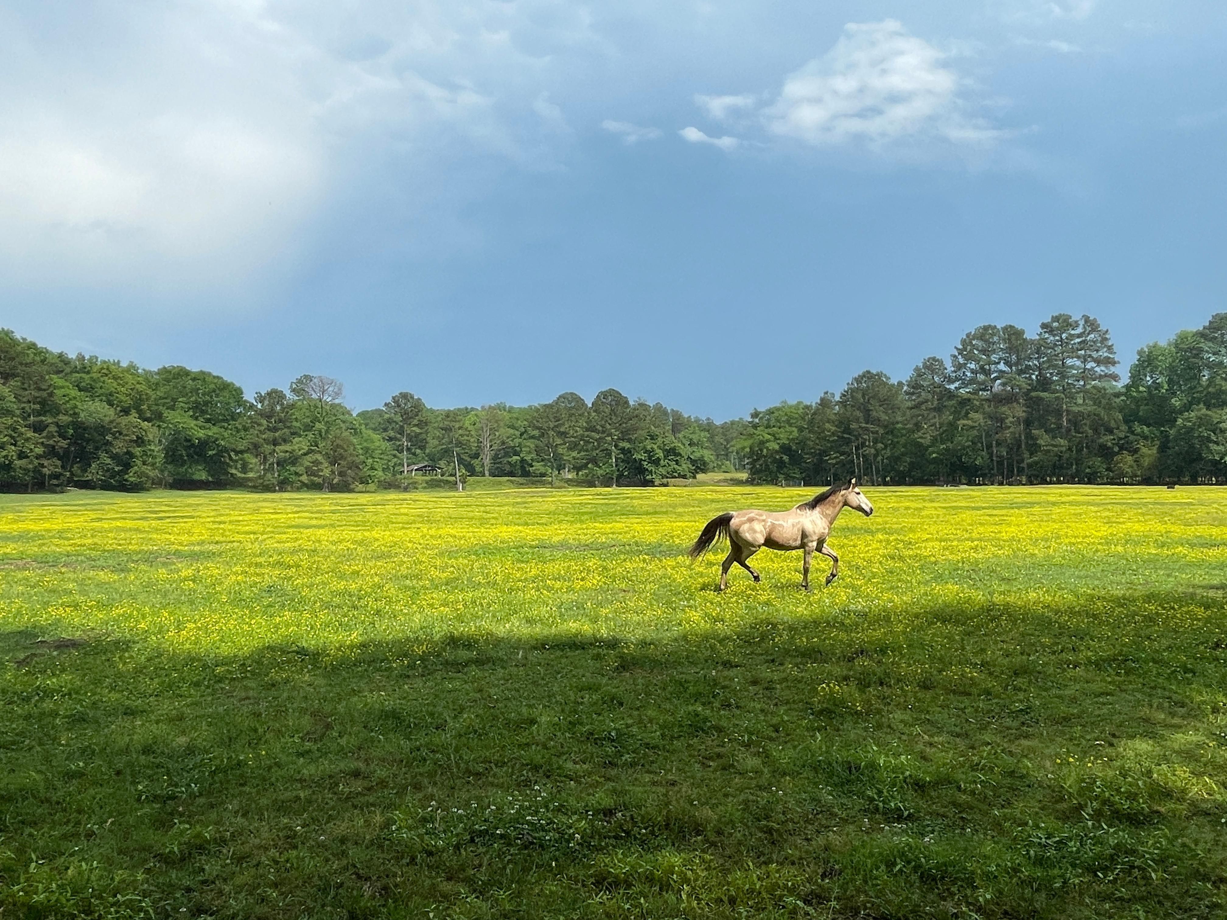 256 acres in Childersburg, AL, 35044 | Land and Farm
