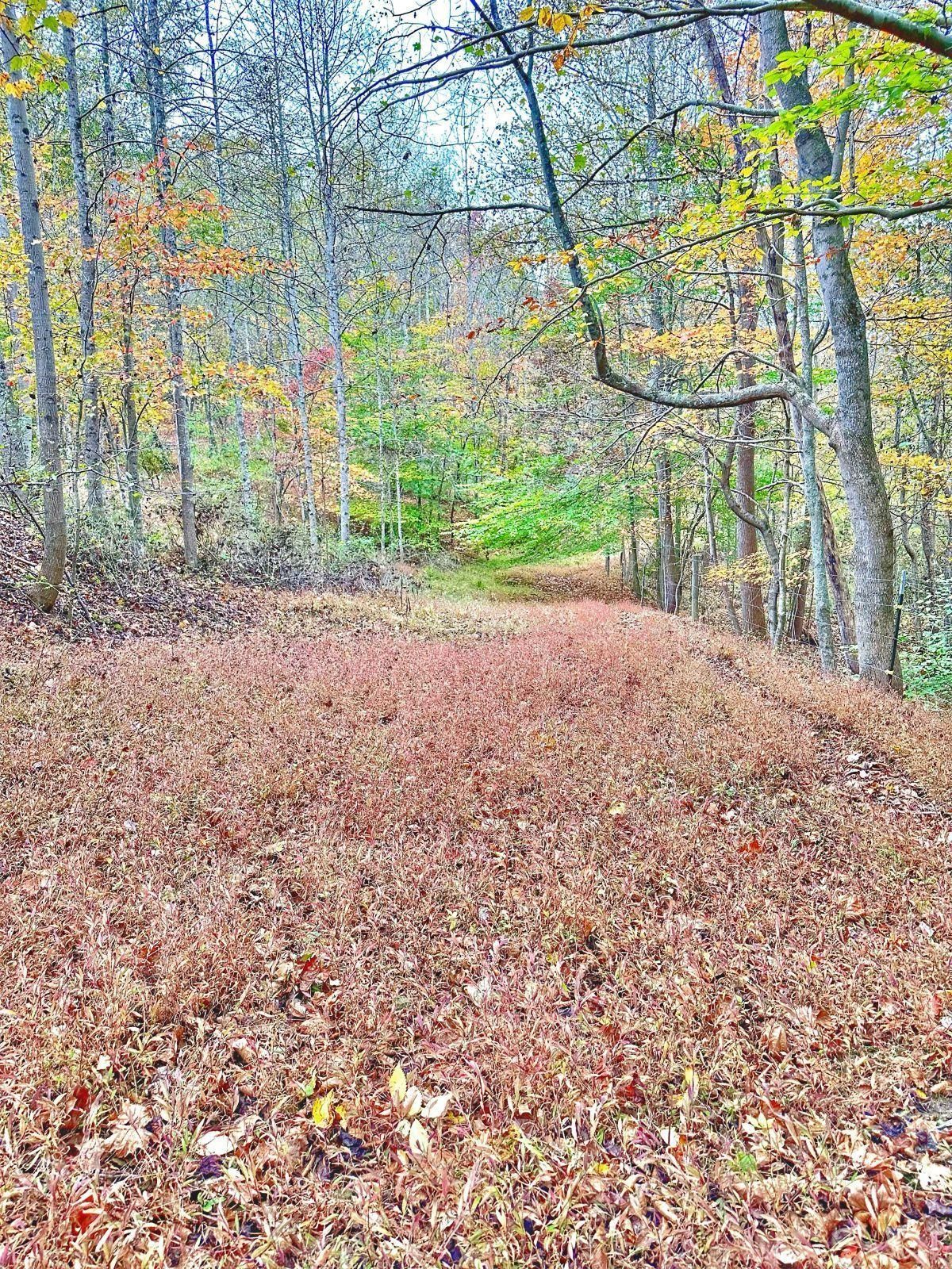 8077 State Route 218, Gallipolis, OH 45631 | MLS: 2431343 | Land and Farm