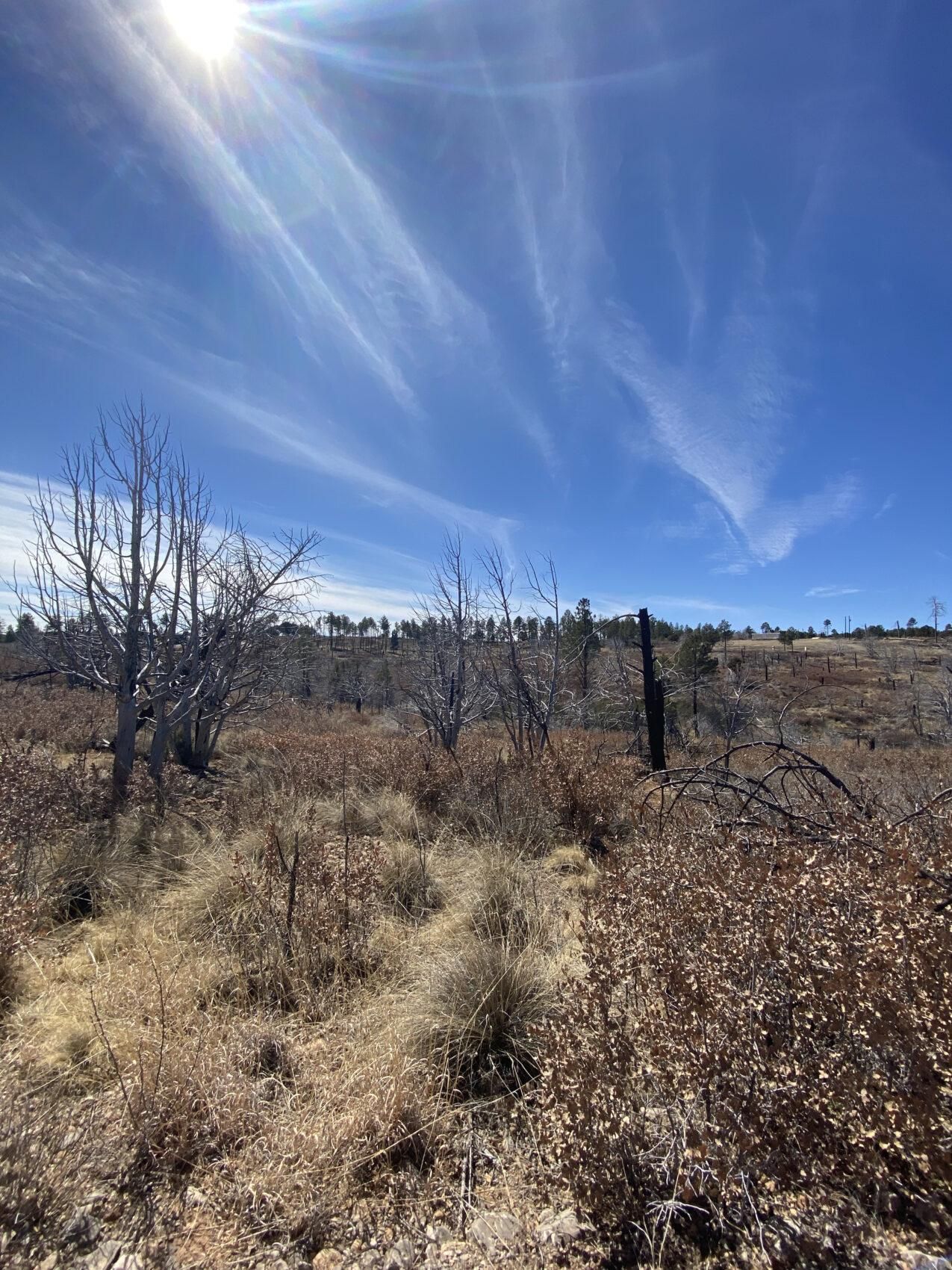 #A5-1381, Timberon, NM 88350 | MLS: R043258 | Land and Farm