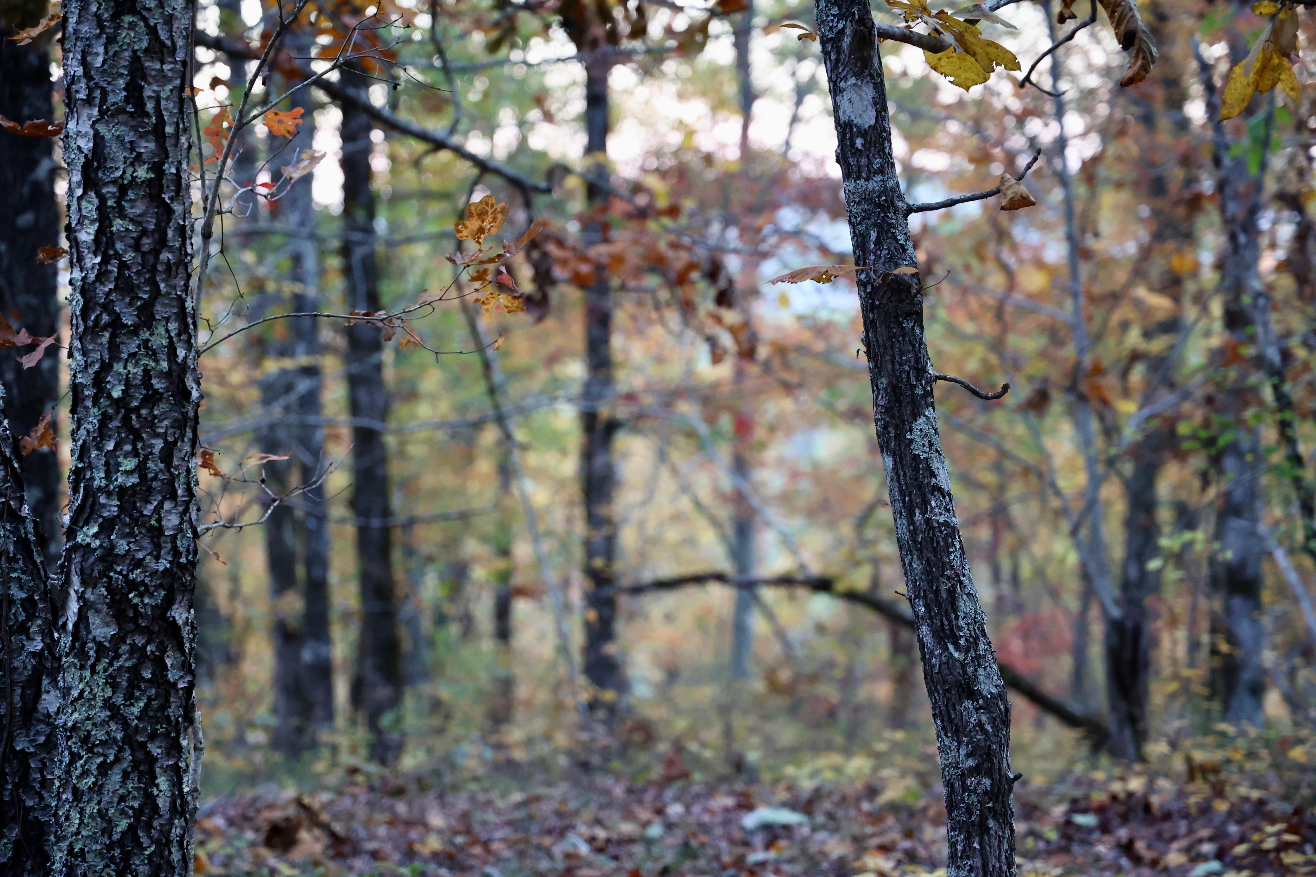 5.82 acres in Honobia, OK, 74957 | Land and Farm