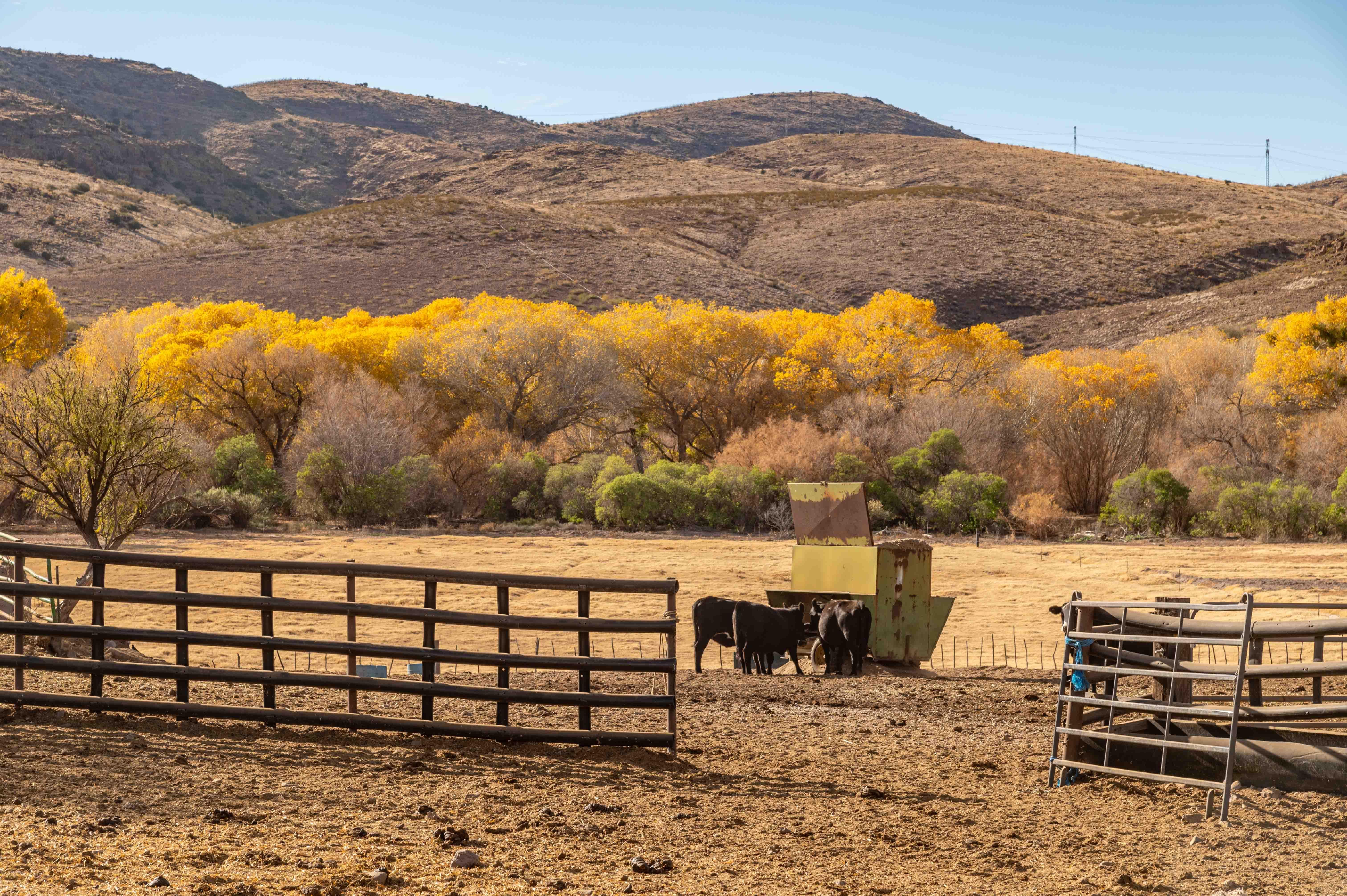 290 Barney Lane, Duncan, AZ 85534 | Land and Farm
