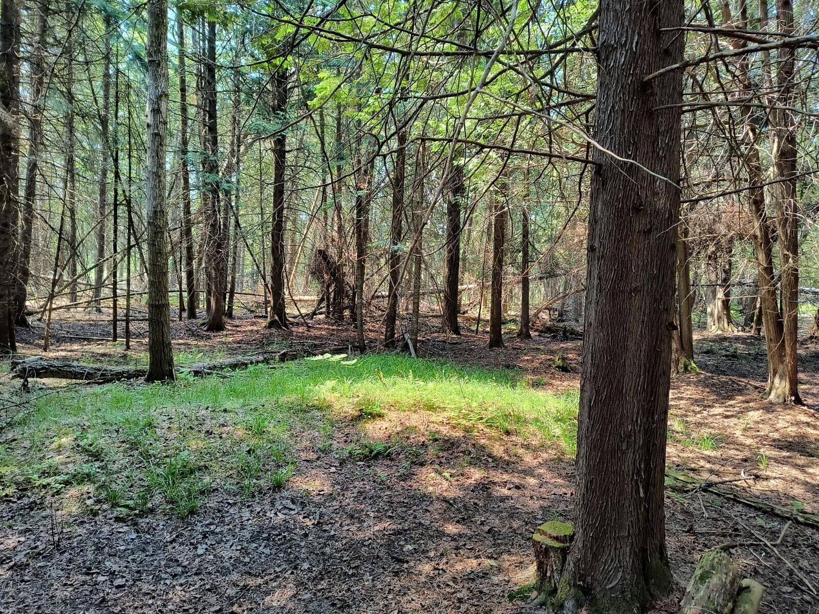 North Somers Road , 40 Acres, Lincoln, MI 48742 | MLS: 201824547 | Land ...