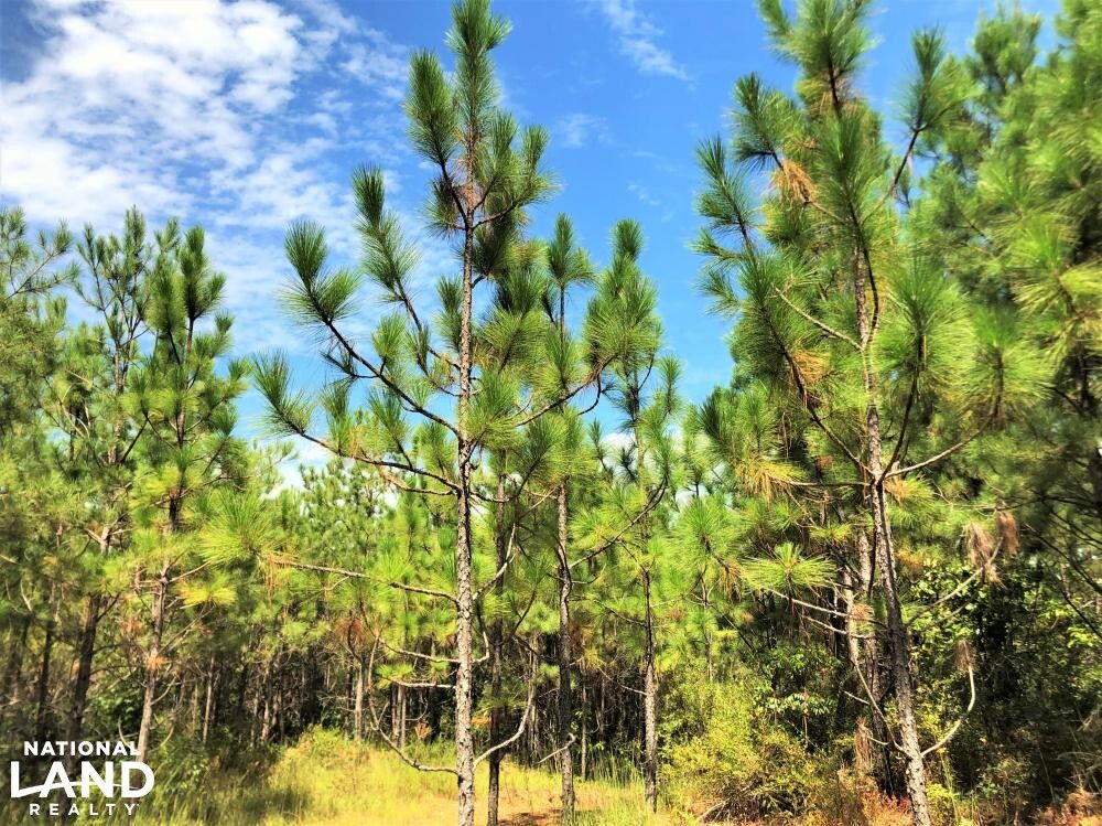 0 Rabbit Road, Pondville, AL 35034 | Land and Farm