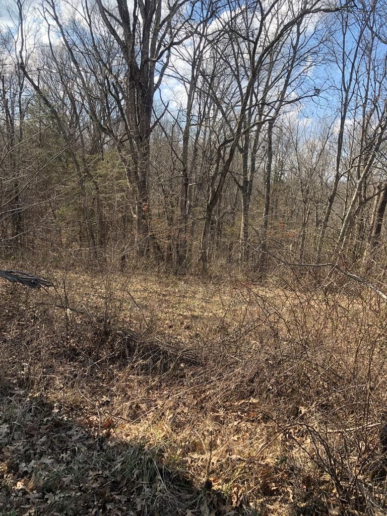 00 Harding Road, Mount Olivet, KY 41064 | MLS: 41021 | Land and Farm